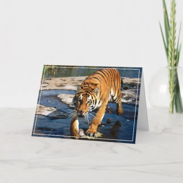 Tiger Greeting Card | Zazzle