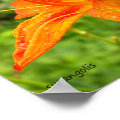 Tiger Lily Botanical Value Poster | Zazzle
