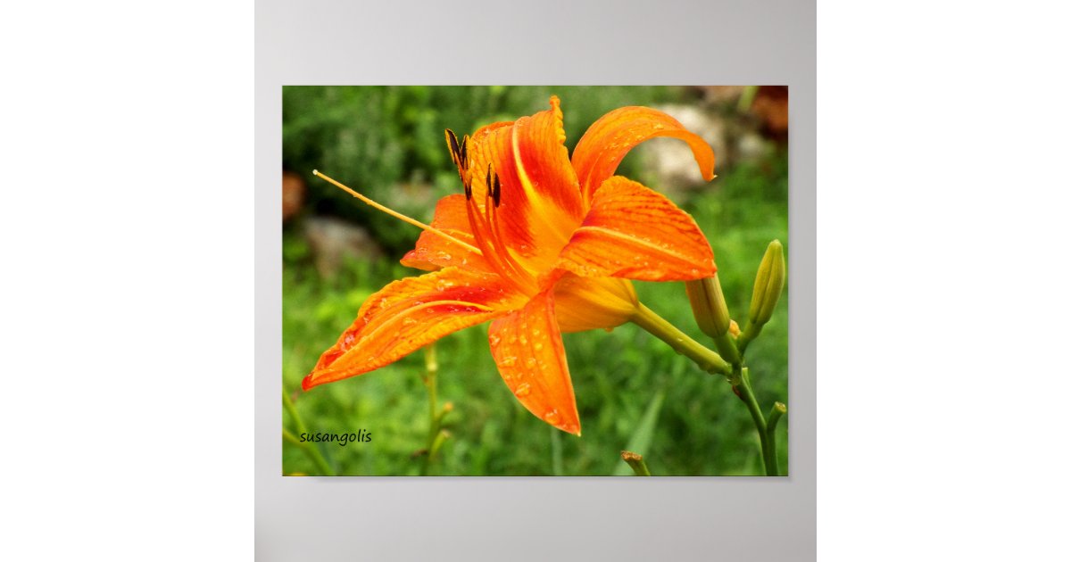 Tiger Lily Botanical Value Poster | Zazzle
