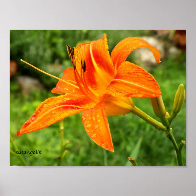 Tiger Lily Botanical Value Poster | Zazzle