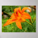 Tiger Lily Botanical Value Poster | Zazzle