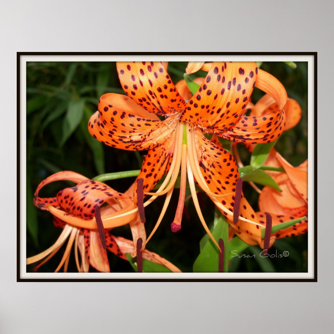 Tiger Lily Flower Garden Poster | Zazzle