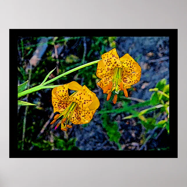 Tiger Lily Poster | Zazzle