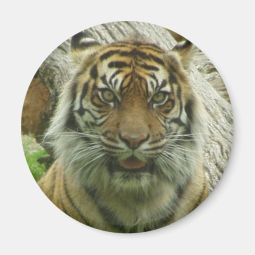 Tiger Magnets | Zazzle