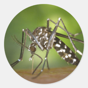 Mosquito Stickers - 100% Satisfaction Guaranteed | Zazzle