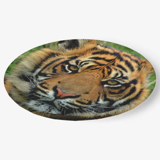 Tiger Paper Plates | Zazzle