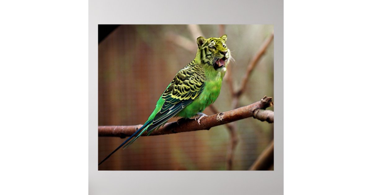 Tiger Parakeet Poster | Zazzle