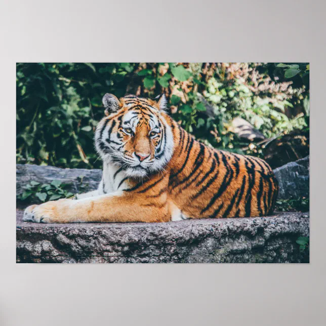 Tiger Photo Poster | Zazzle