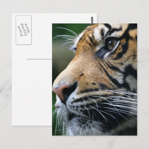 Tiger Picture Postcard | Zazzle