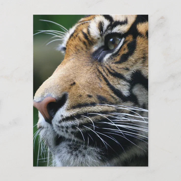Tiger Picture Postcard | Zazzle