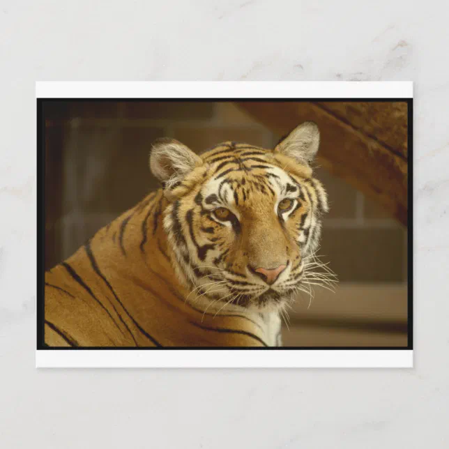 Tiger Picture Postcard | Zazzle