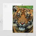 Tiger Postcard | Zazzle