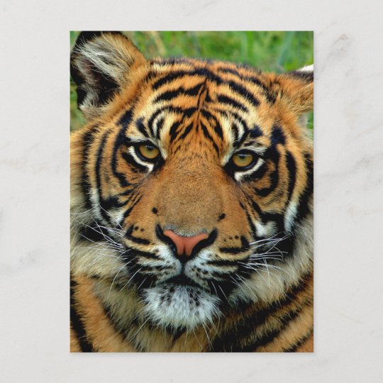 Tiger Postcard | Zazzle.com