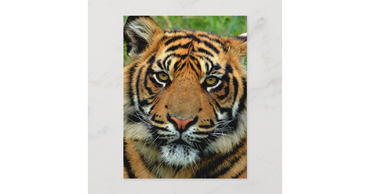 Tiger Postcard | Zazzle