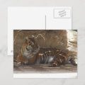 Tiger Postcard | Zazzle