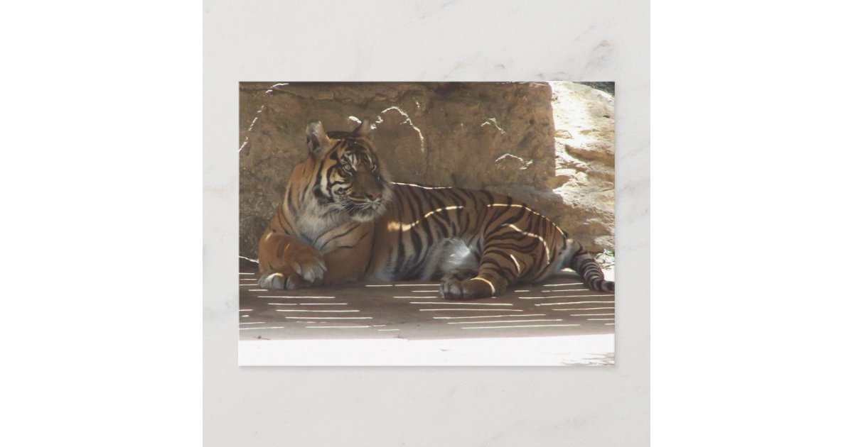 Tiger Postcard | Zazzle