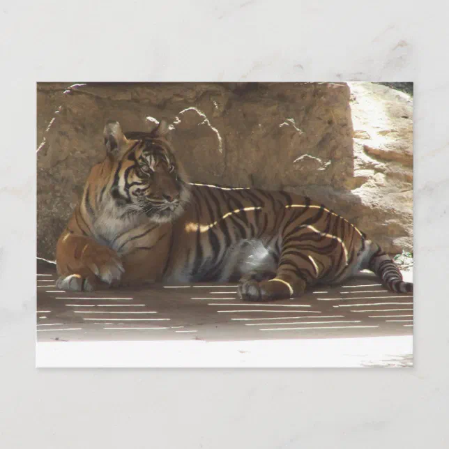 Tiger Postcard | Zazzle