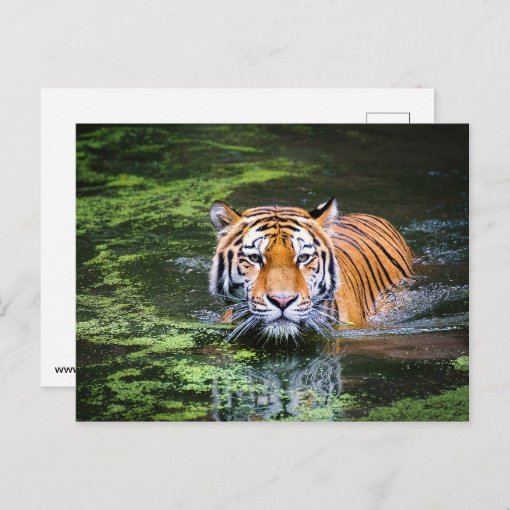 Tiger postcard | Zazzle