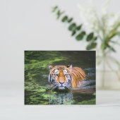 Tiger postcard | Zazzle
