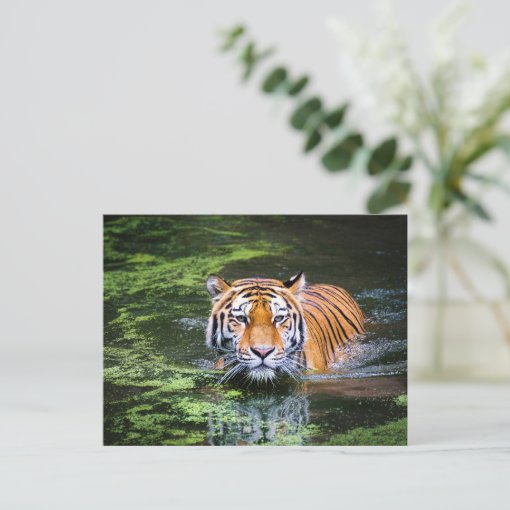 Tiger postcard | Zazzle