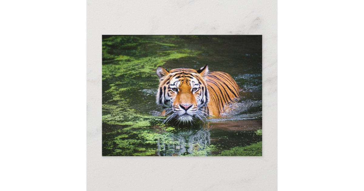 Tiger postcard | Zazzle