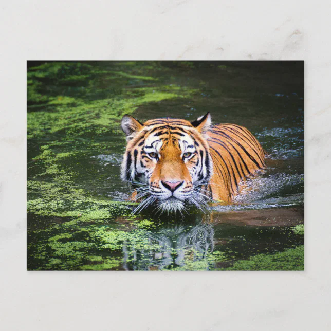 Tiger postcard | Zazzle