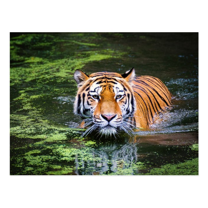 Tiger postcard | Zazzle.com