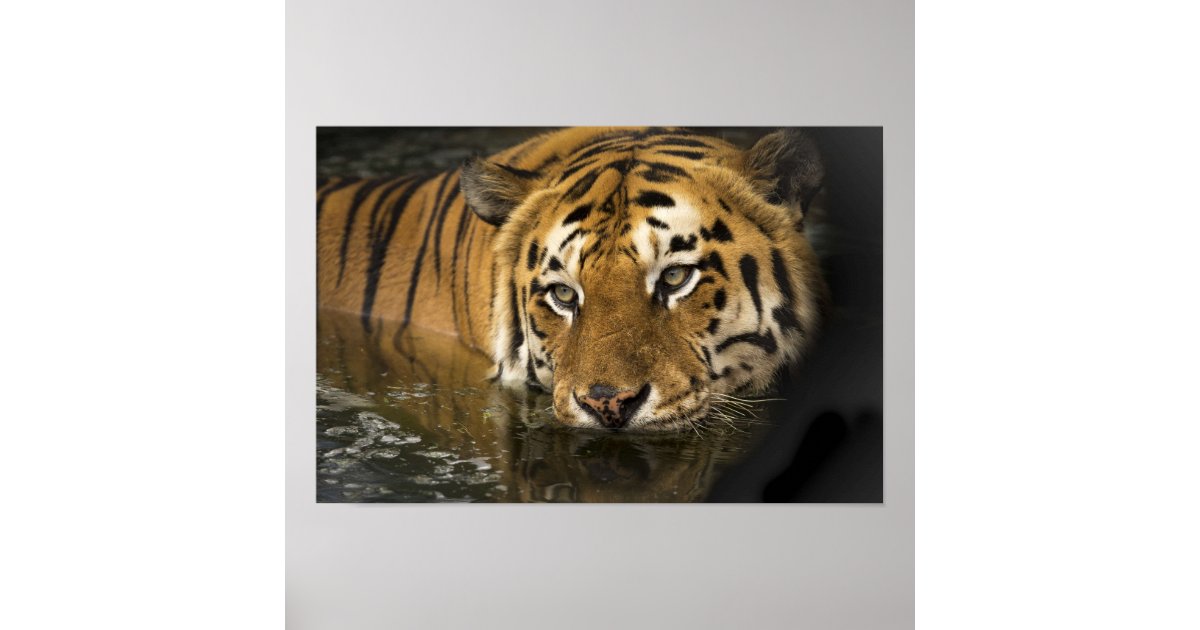 tiger poster | Zazzle