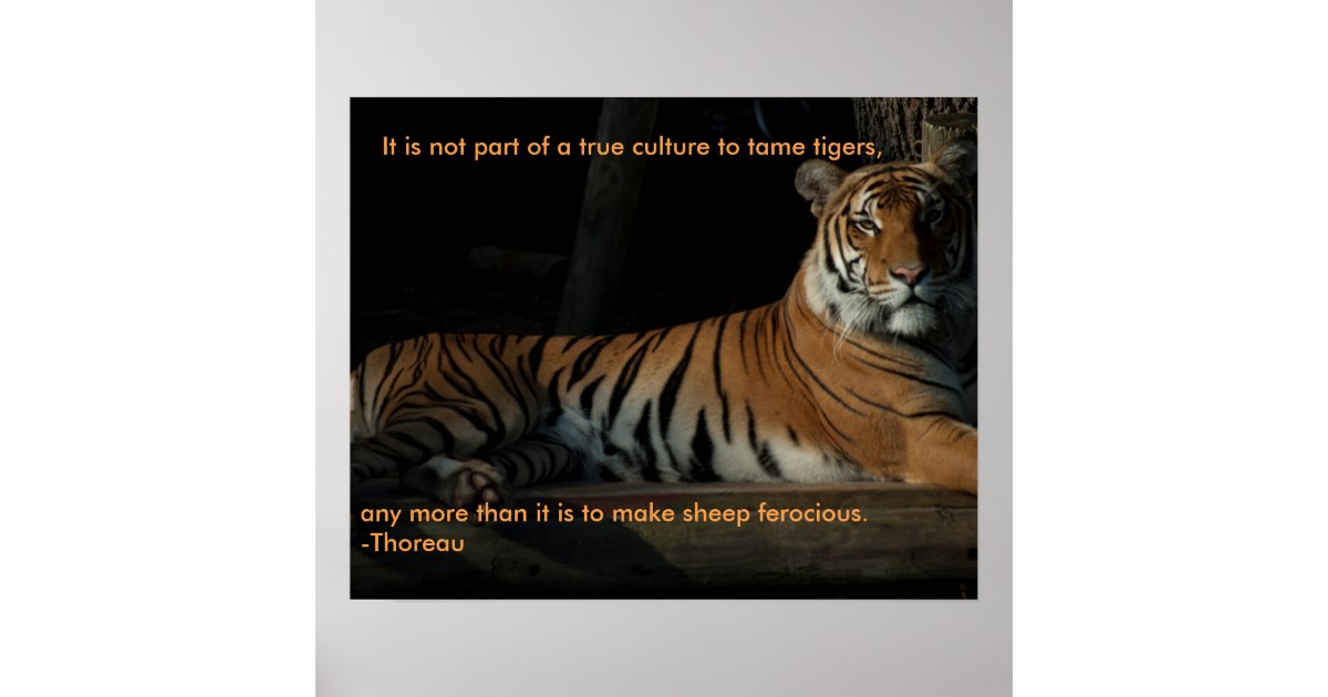 Tiger quote poster | Zazzle