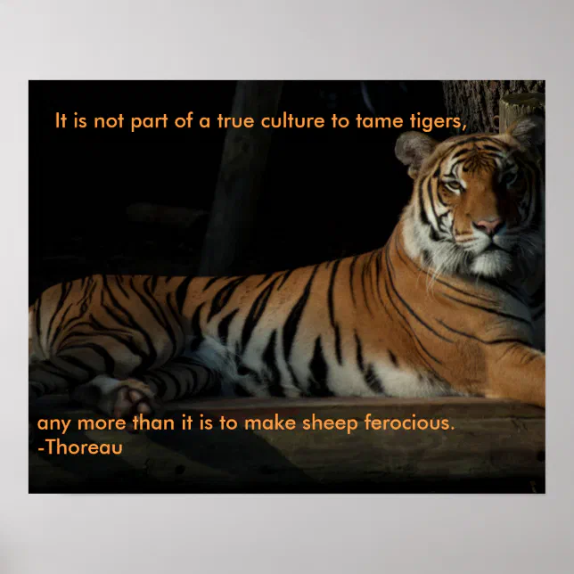 Tiger quote poster | Zazzle