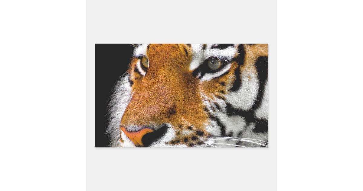 Tiger Rectangular Sticker | Zazzle