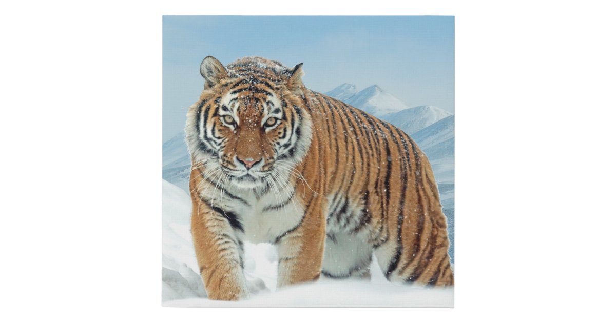 Tiger Snow Mountains Winter Nature Photo Canvas | Zazzle