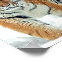Tiger Snow Mountains Winter Nature Photo Poster | Zazzle