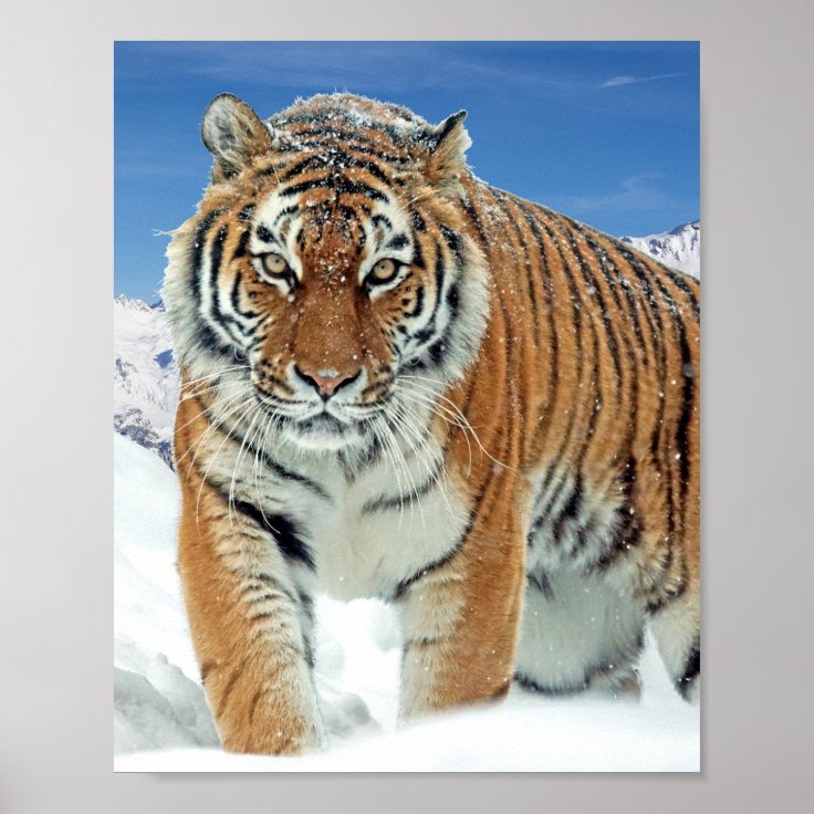 Tiger Snow Mountains Winter Nature Photo Poster | Zazzle