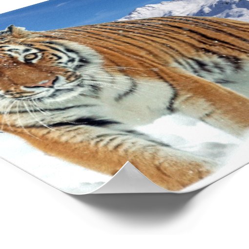 Tiger Snow Mountains Winter Photo Nature Poster | Zazzle