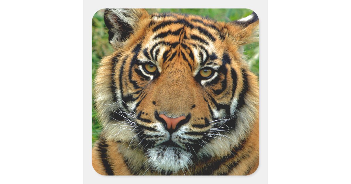 Tiger Square Sticker | Zazzle