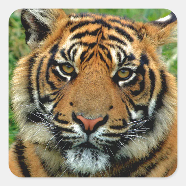 Tiger Square Sticker | Zazzle