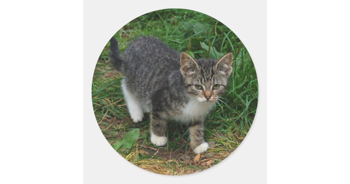 Tiger Striped Kitten Stickers | Zazzle