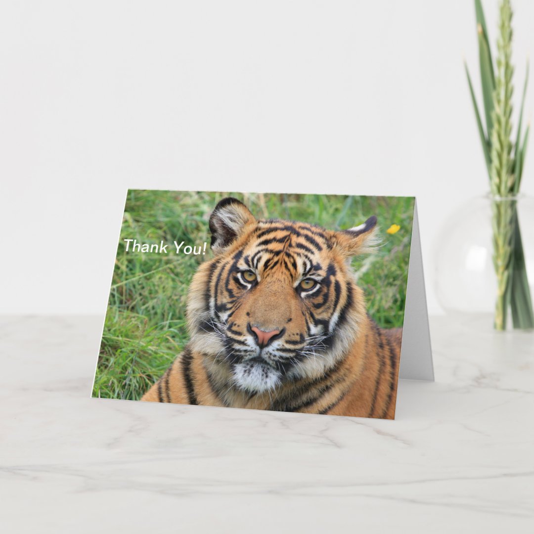 Tiger Thank You Greeting Card | Zazzle