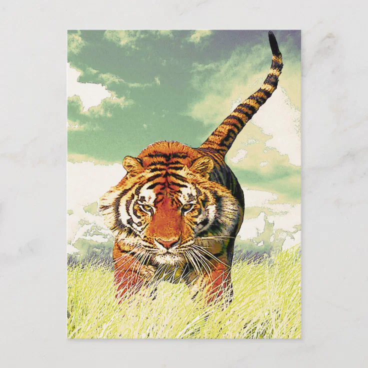 Tiger Tiger! Postcard | Zazzle