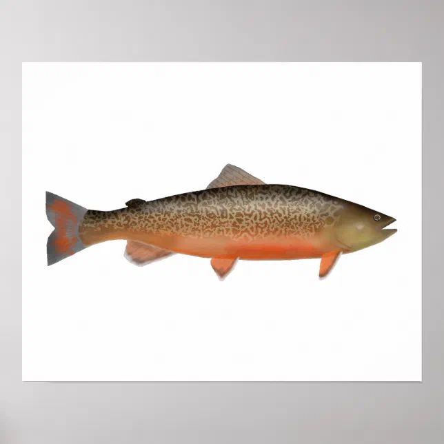 Tiger Trout Poster | Zazzle