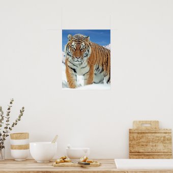 Tiger Winter Nature Photo Snow Mountains Poster | Zazzle
