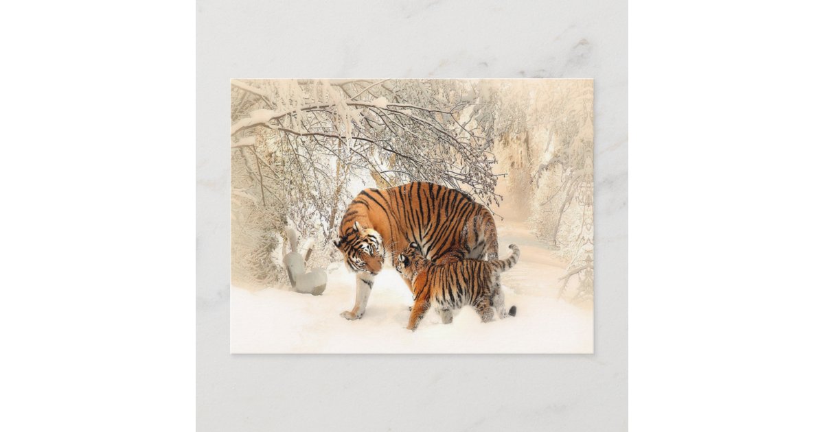 tigers on snow postcard | Zazzle