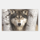 Timber wolf by Jim Zuckerman Square Sticker | Zazzle.com