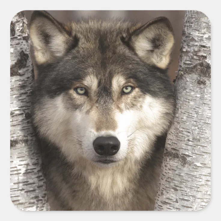 Timber wolf by Jim Zuckerman Square Sticker | Zazzle