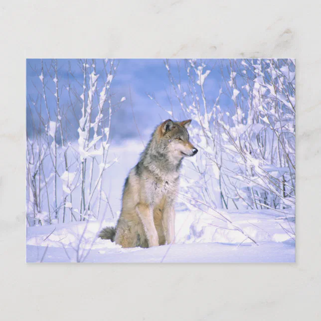 Timber Wolf sitting in the Snow, Canis lupus, Postcard | Zazzle