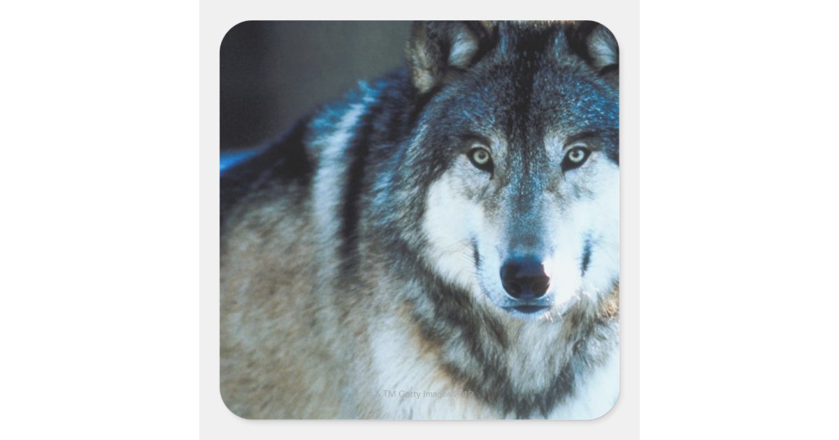 Timber wolf square sticker | Zazzle
