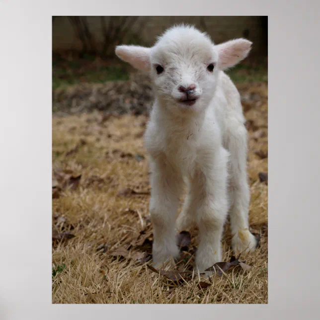 Timmy the Lamb Poster | Zazzle
