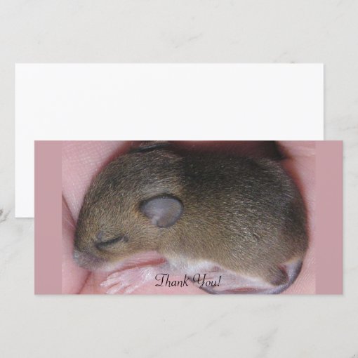 Tiny Baby Mouse With Cute Ears Sleeps Curled Up Thank You Card | Zazzle