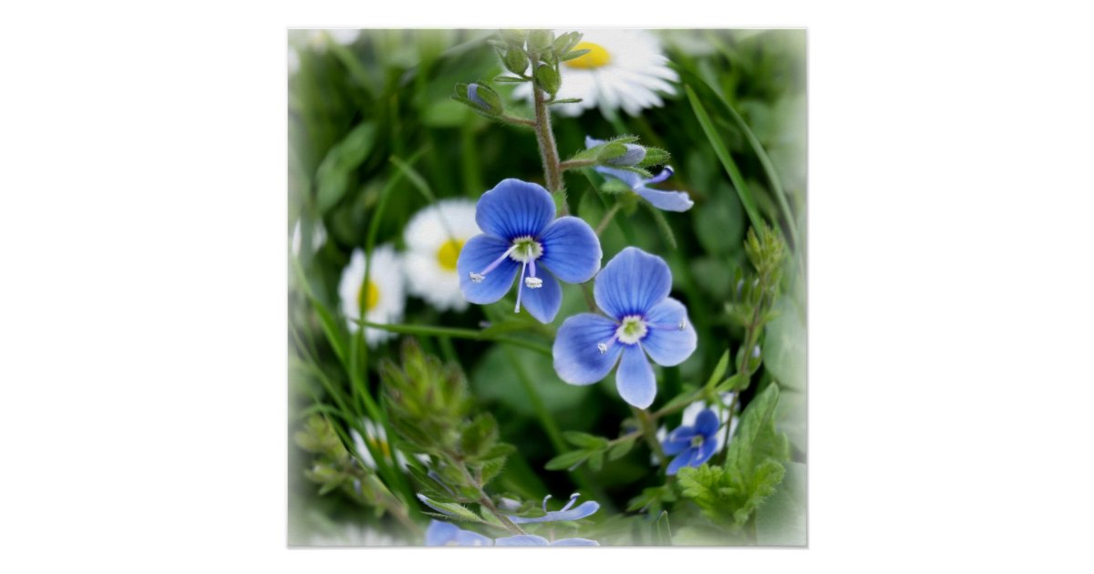 tiny blue flowers poster | Zazzle